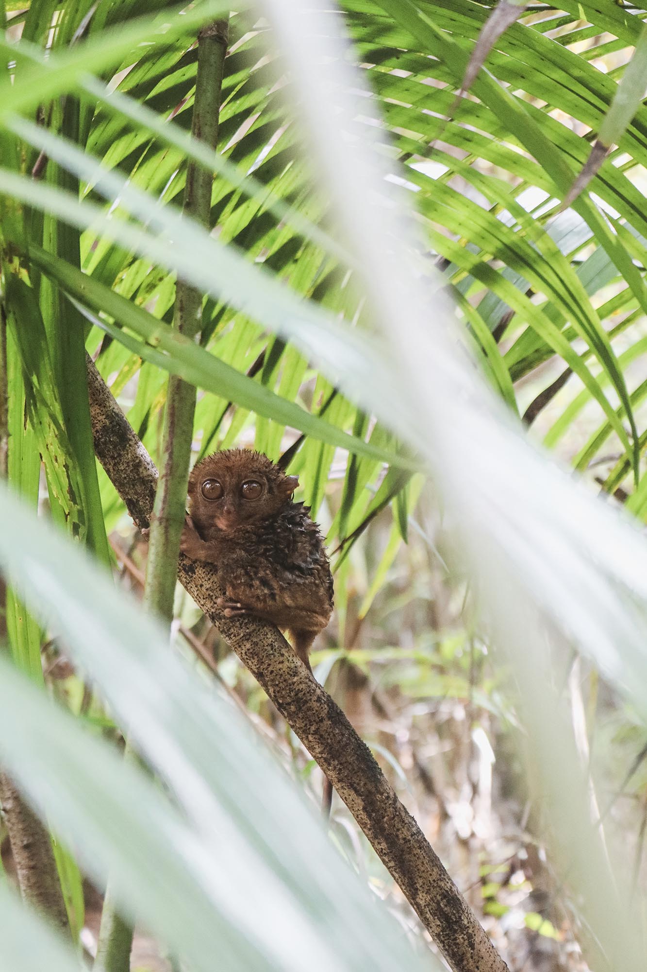 Bohol – Exploring the Chocolate Hills and Beyond